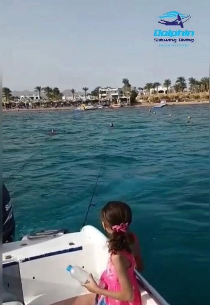 Dolphin Diving international